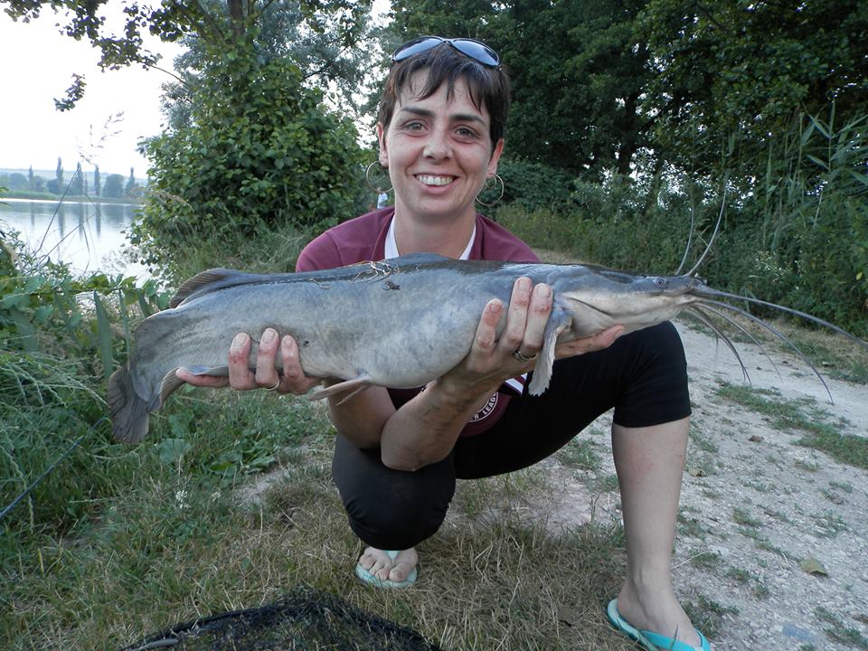 cziri - Afrikai harcsa - Haldorádó horgász áruház