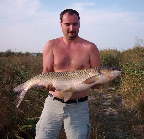 robertooooo - Amur - Haldorádó horgász áruház