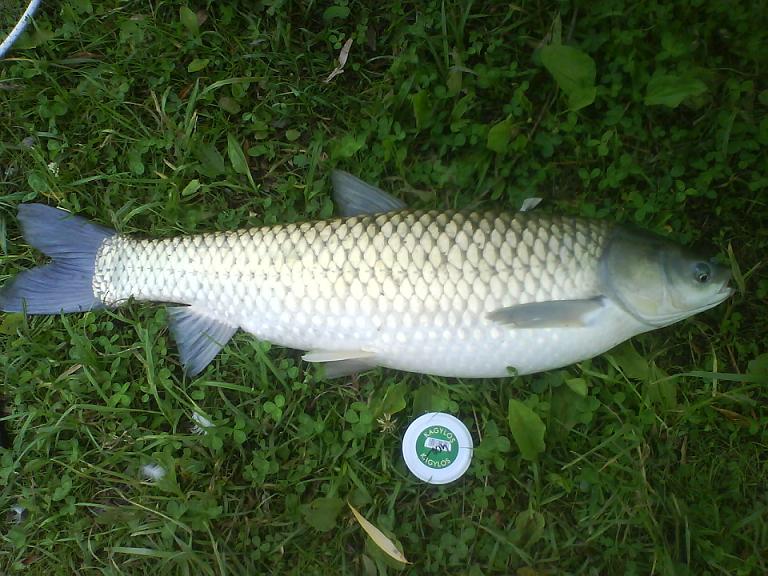 atimo - Amur - Haldorádó horgász áruház