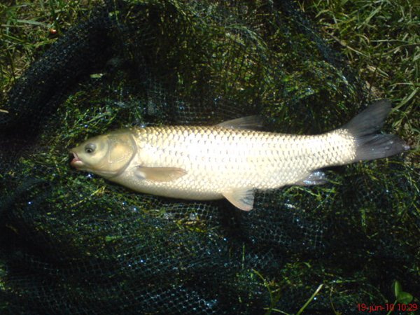 szumecka - Amur - Haldorádó horgász áruház