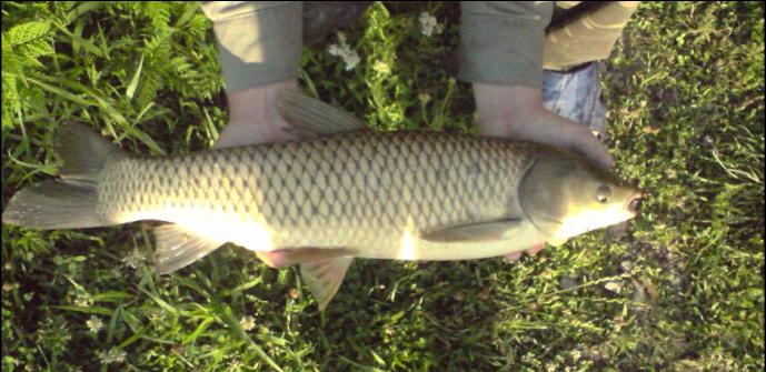 vinnai87 - Amur - Haldorádó horgász áruház