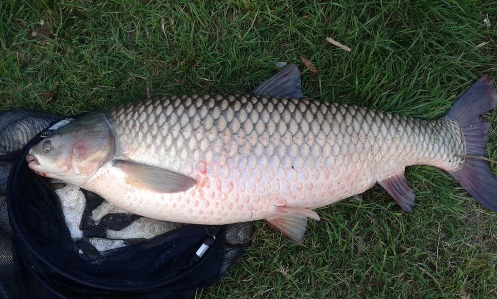 farkas78 - Amur - Haldorádó horgász áruház