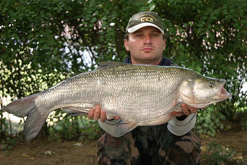 balinbetyar - Balin - Haldorádó horgász áruház