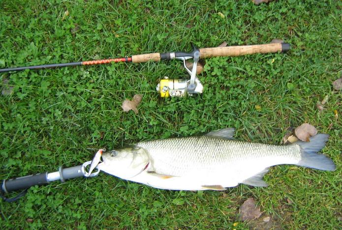 victorcnr - Balin - Haldorádó horgász áruház