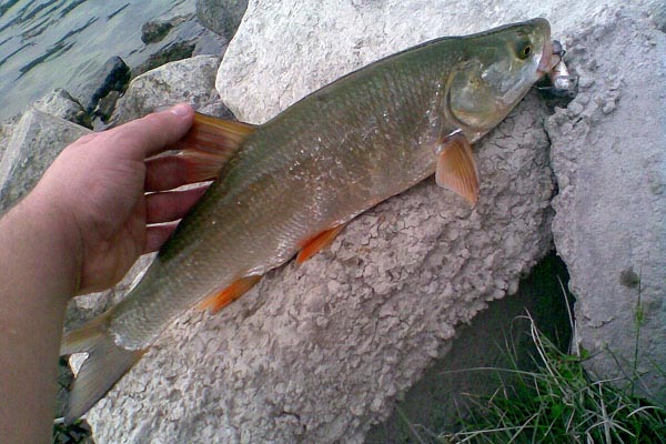 szeli - Balin - Haldorádó horgász áruház