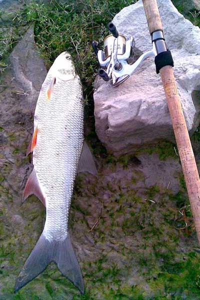 szeli - Balin - Haldorádó horgász áruház