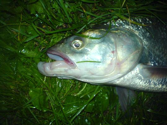 peti70 - Balin - Haldorádó horgász áruház