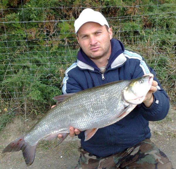 balinbetyar - Balin - Haldorádó horgász áruház