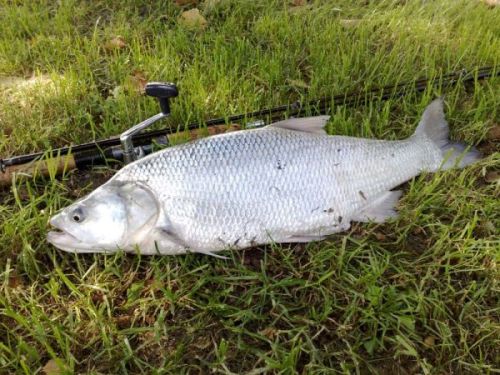 steveolson - Balin - Haldorádó horgász áruház