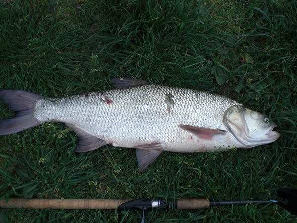 danubeman - Balin - Haldorádó horgász áruház