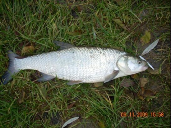 zolapapa - Balin - Haldorádó horgász áruház