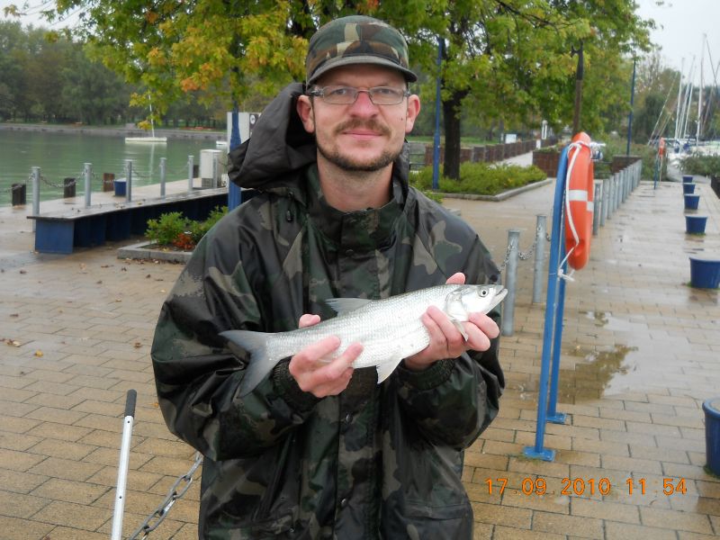 steveolson - Balin - Haldorádó horgász áruház