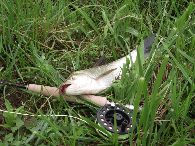 thomasdante - Balin - Haldorádó horgász áruház