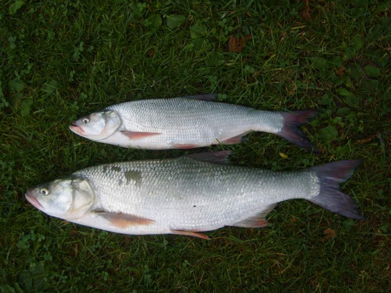 lewente - Balin - Haldorádó horgász áruház