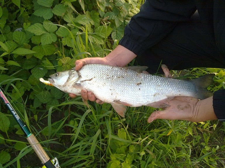 a1da - Balin - Haldorádó horgász áruház