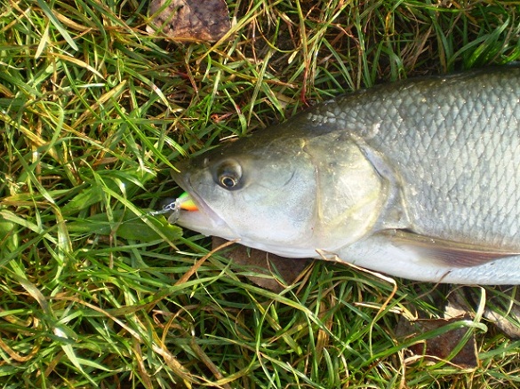 pecas1994 - Balin - Haldorádó horgász áruház