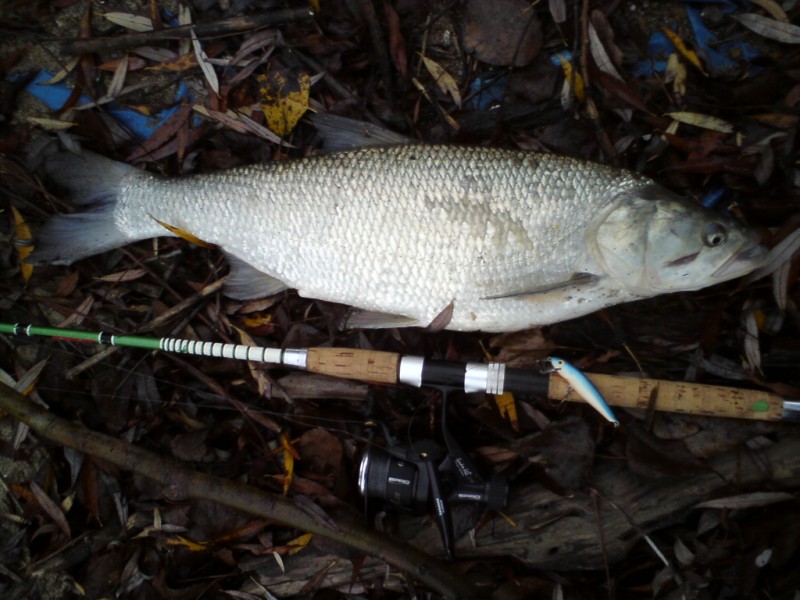 gatar - Balin - Haldorádó horgász áruház