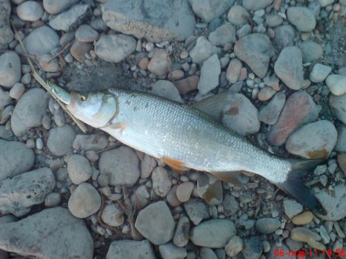 lewente - Balin - Haldorádó horgász áruház