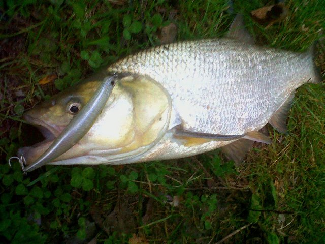 getair - Balin - Haldorádó horgász áruház