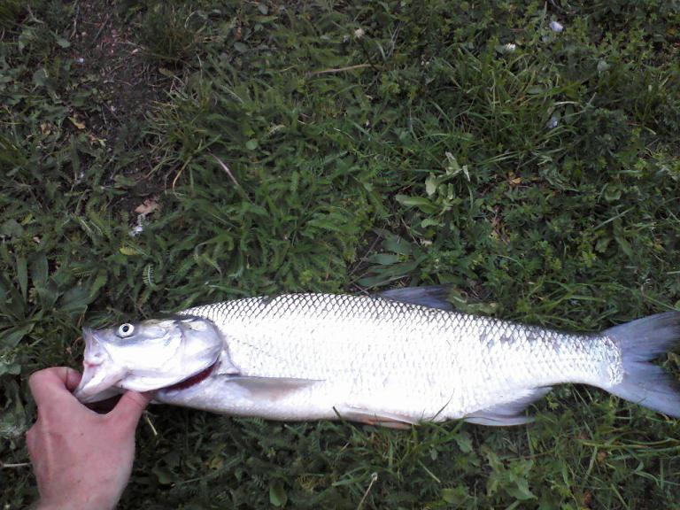 peetee89 - Balin - Haldorádó horgász áruház