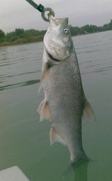 pikerace - Balin - Haldorádó horgász áruház