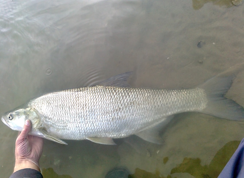 bfer - Balin - Haldorádó horgász áruház