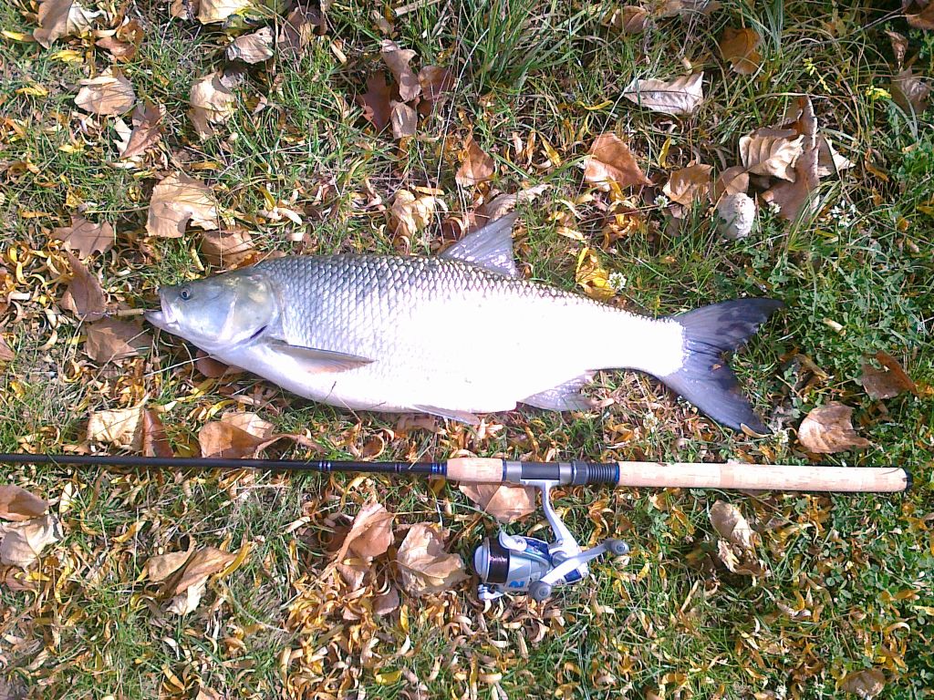 fess - Balin - Haldorádó horgász áruház