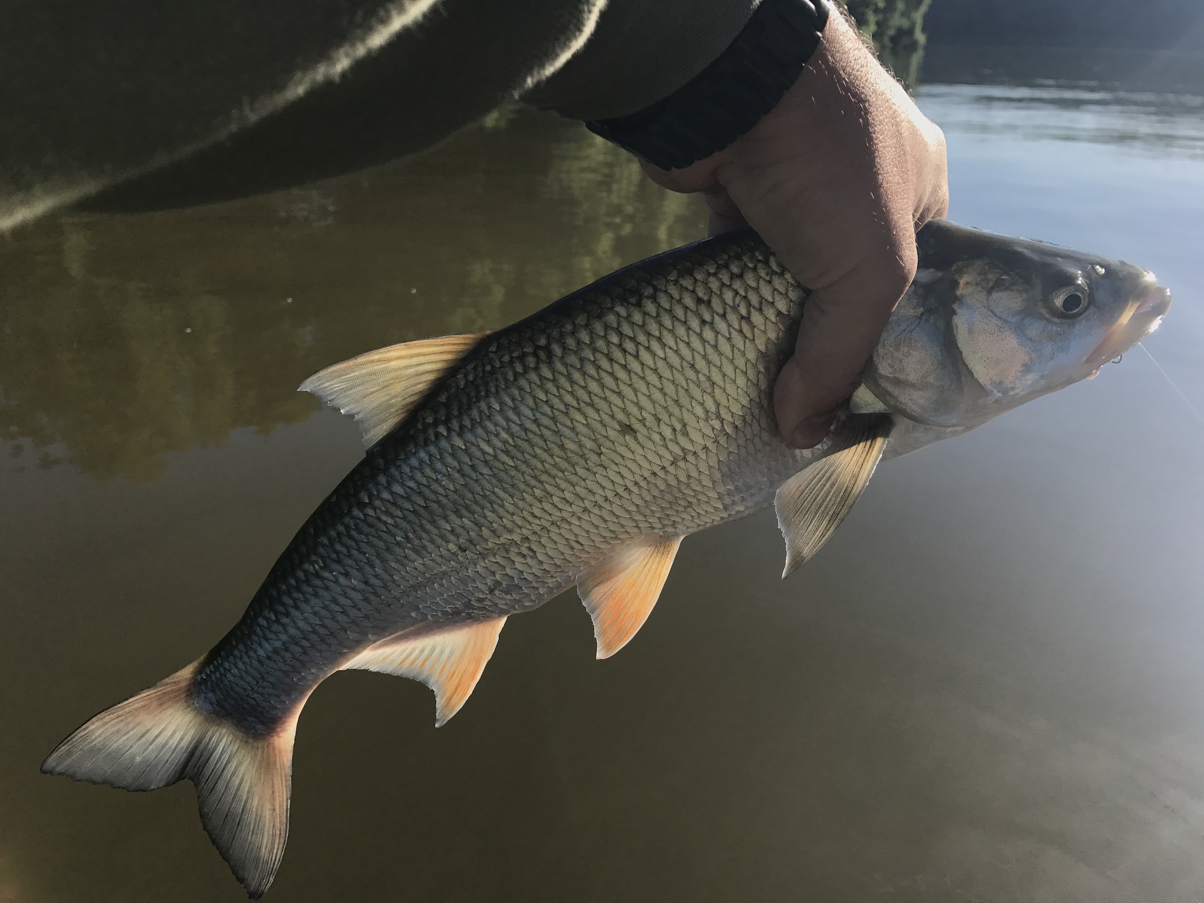 t_peti - Balin - Haldorádó horgász áruház