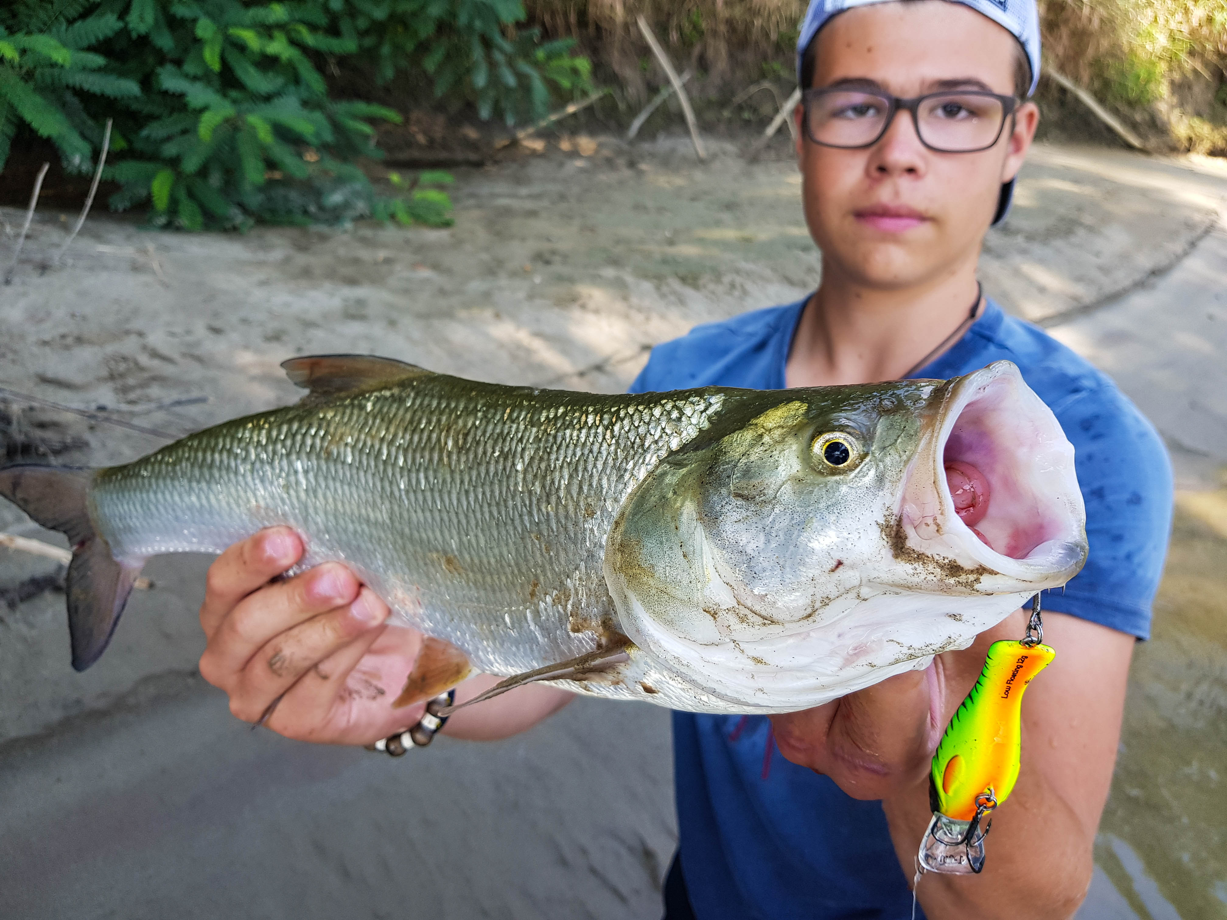 ridgeback - Balin - Haldorádó horgász áruház