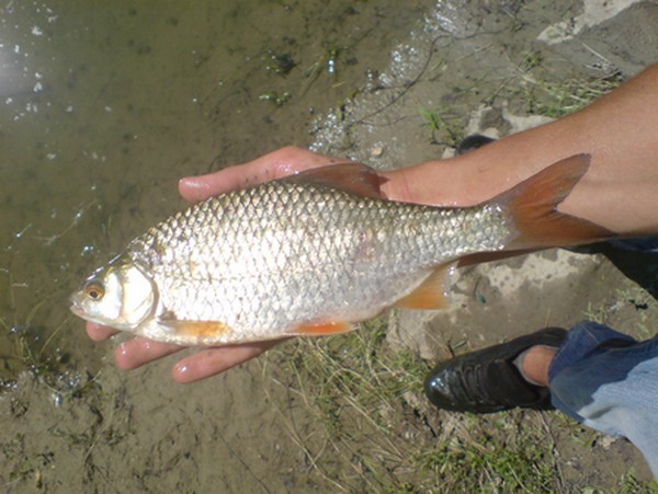 n-21 - Bodorka - Haldorádó horgász áruház