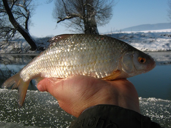 victorcnr - Bodorka - Haldorádó horgász áruház