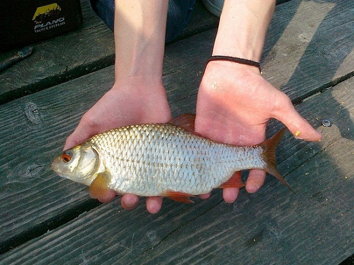 csub122 - Bodorka - Haldorádó horgász áruház