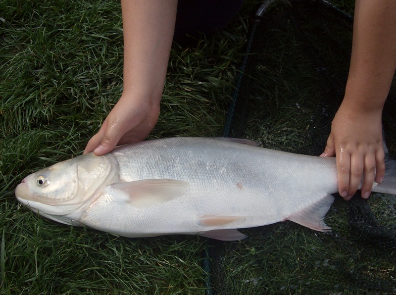 bass9292 - Busa - Haldorádó horgász áruház