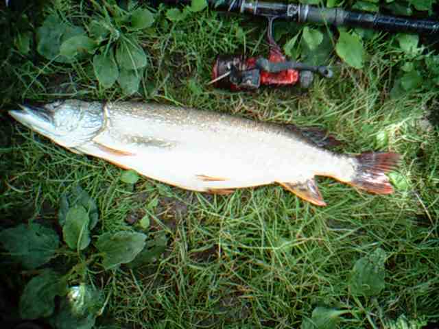 csukesz90 - Csuka - Haldorádó horgász áruház