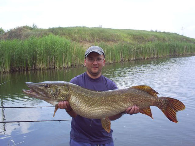 ronkovics2 - Csuka - Haldorádó horgász áruház