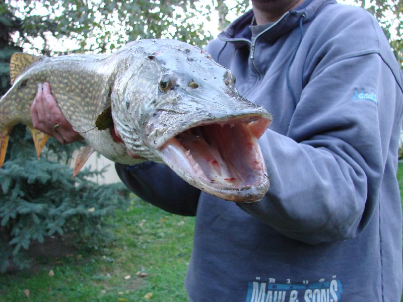 emil6 - Csuka - Haldorádó horgász áruház