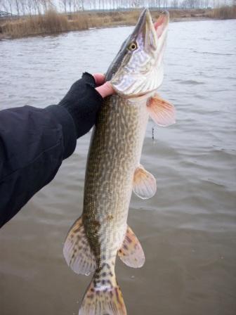 pikecathcer - Csuka - Haldorádó horgász áruház