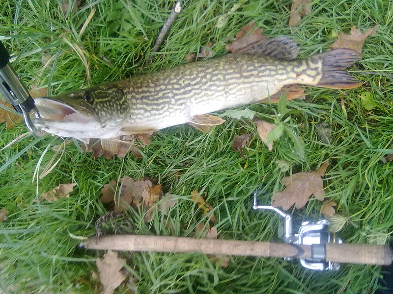 zola76 - Csuka - Haldorádó horgász áruház