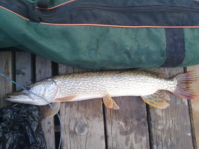 sandor_2 - Csuka - Haldorádó horgász áruház