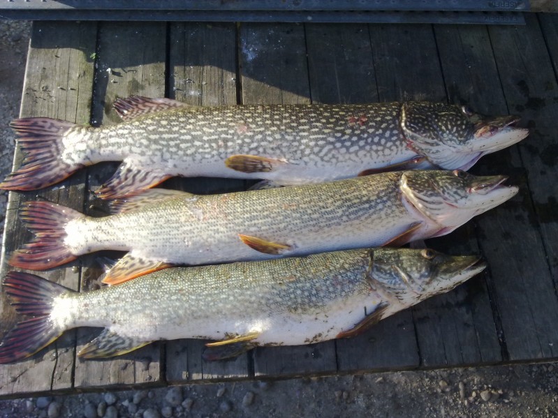 agostyani - Csuka - Haldorádó horgász áruház