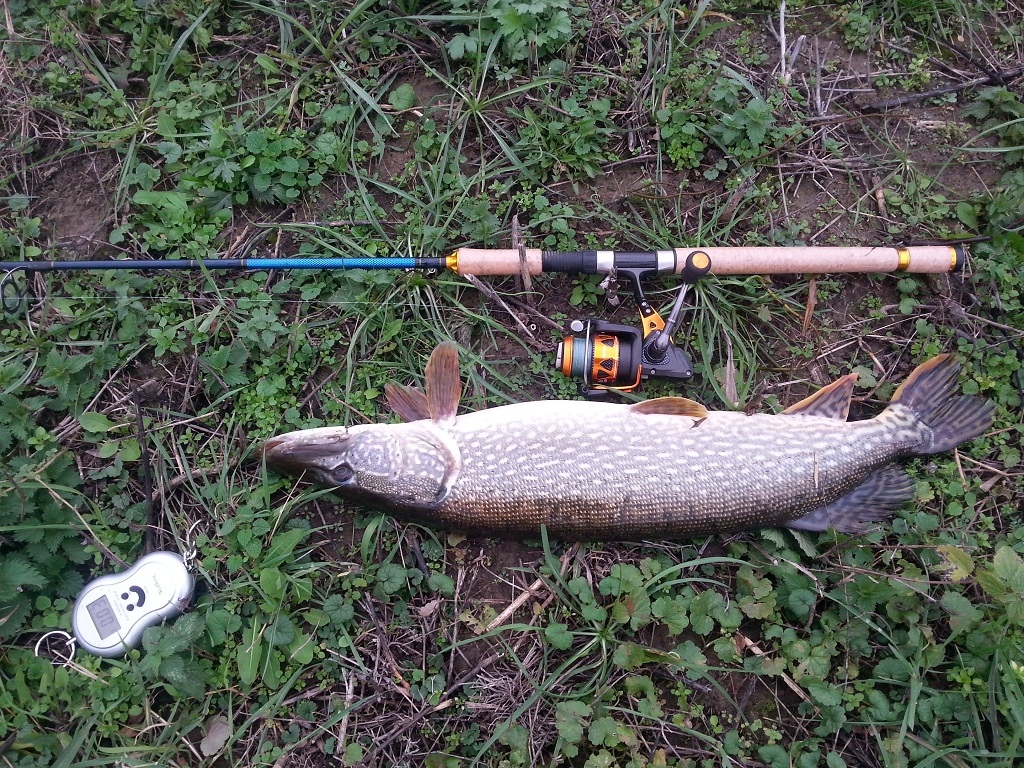 recon666 - Csuka - Haldorádó horgász áruház