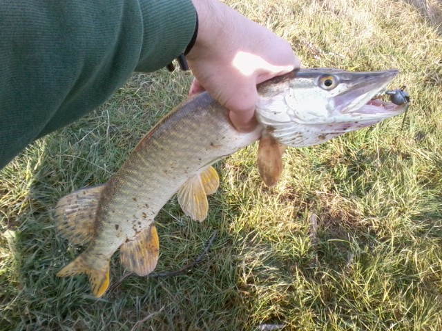 mate033 - Csuka - Haldorádó horgász áruház