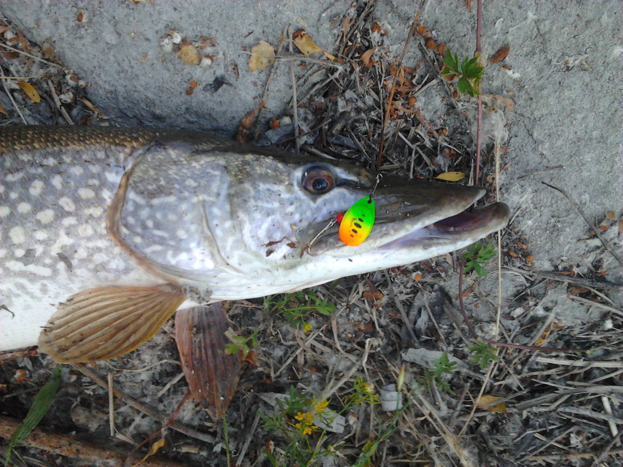 kerti_pecas - Csuka - Haldorádó horgász áruház