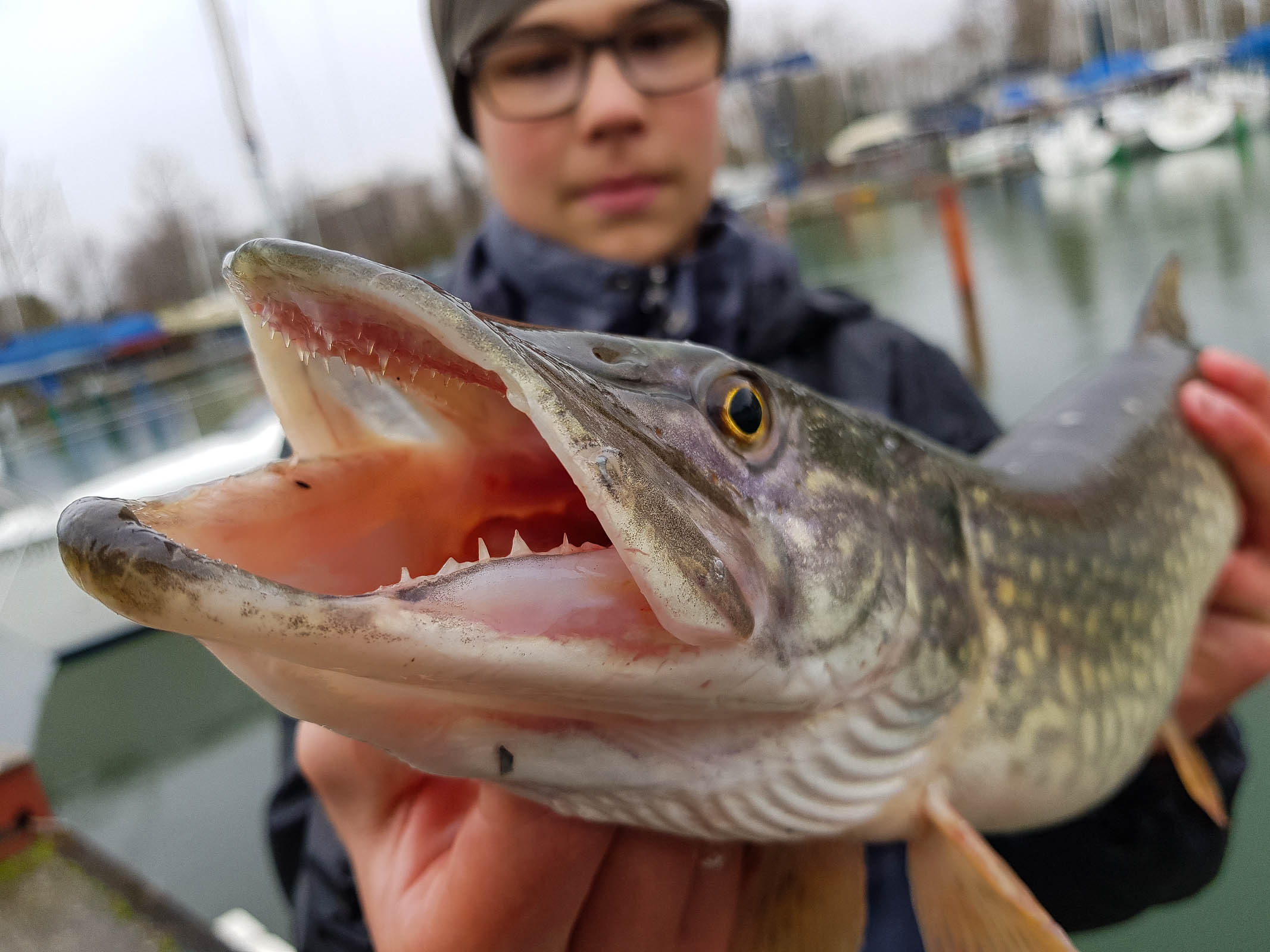 ridgeback - Csuka - Haldorádó horgász áruház