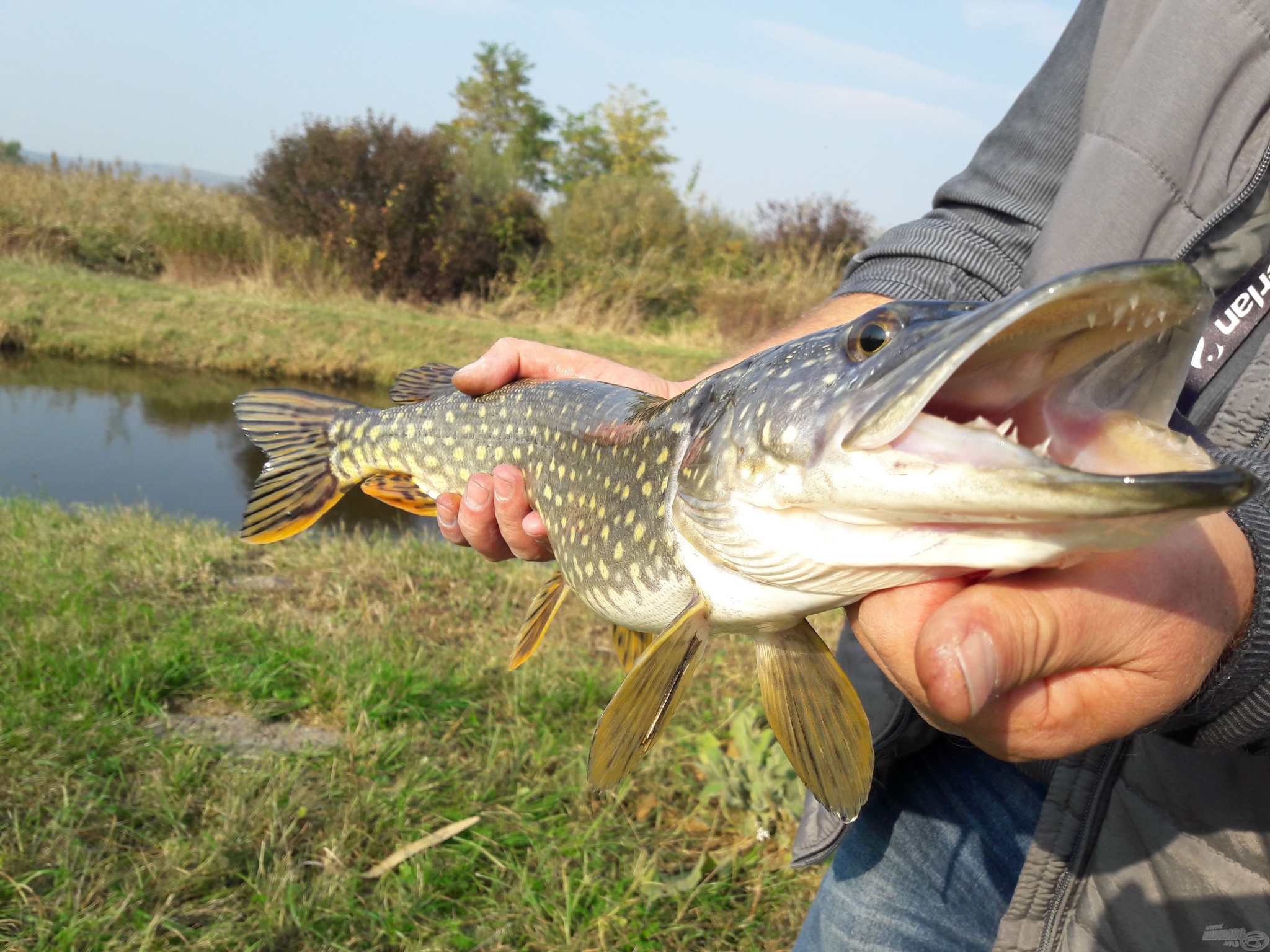 hegetib - Csuka - Haldorádó horgász áruház