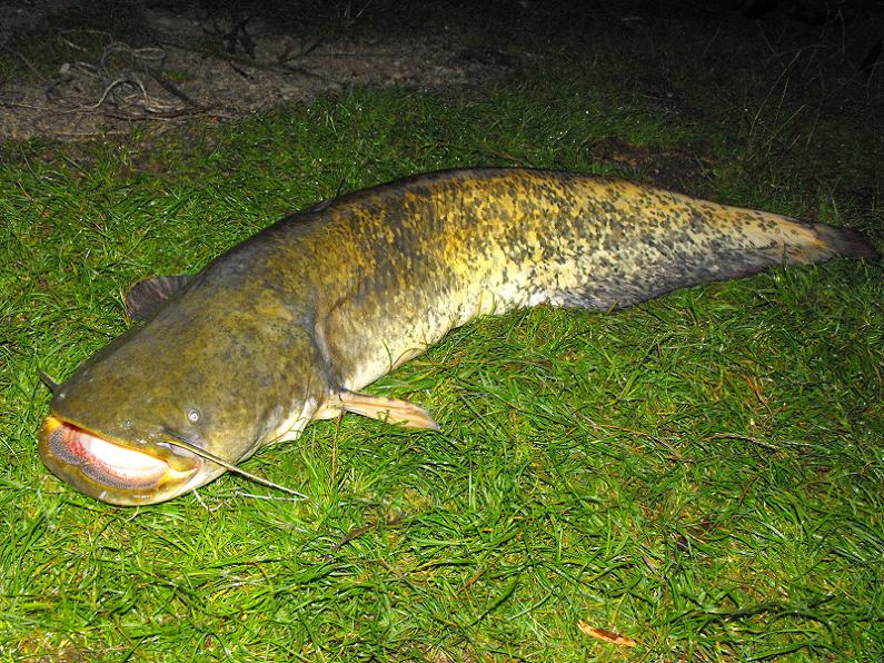 nelzon83 - Harcsa - Haldorádó horgász áruház