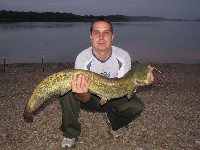 common - Harcsa - Haldorádó horgász áruház