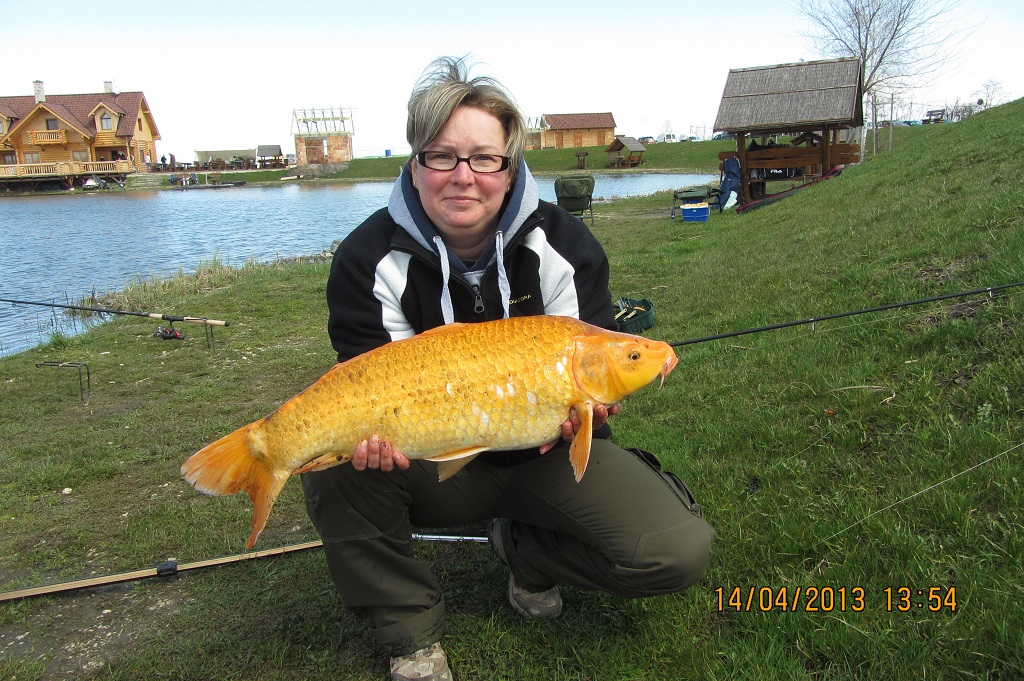 bongyi78 - Koi ponty - Haldorádó horgász áruház