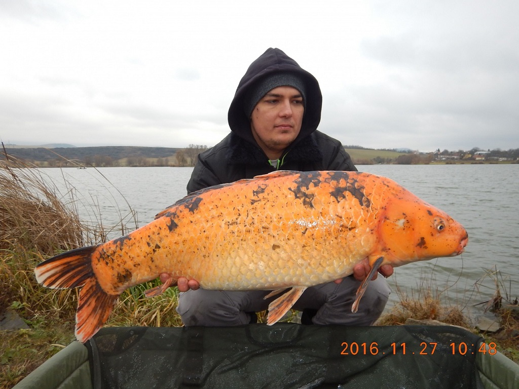 luisfigo7 - Koi ponty - Haldorádó horgász áruház