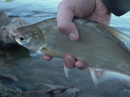 flagellum_dei78 - Lapos keszeg - Haldorádó horgász áruház